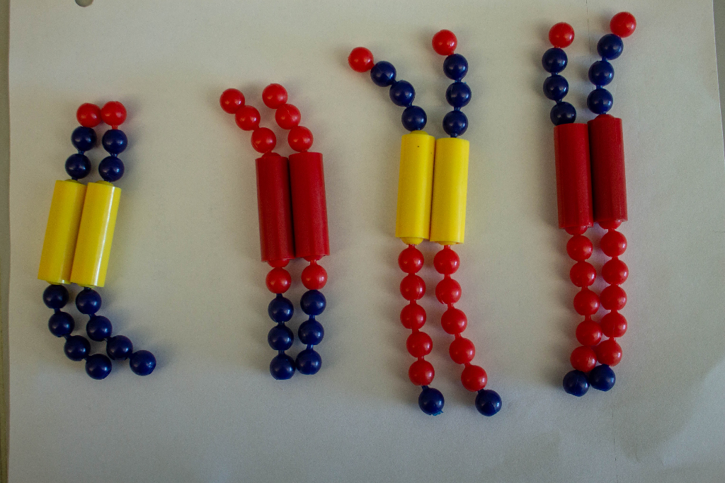Solved Part 1 - Activity with beads: Mitosis & Meiosis You | Chegg.com