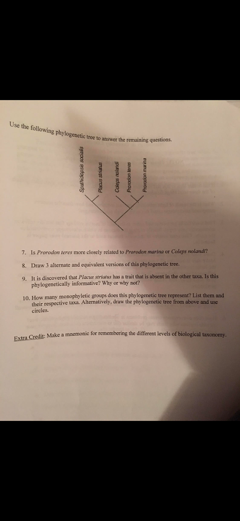 Solved Use the following phylogenetic tree to an answer the | Chegg.com