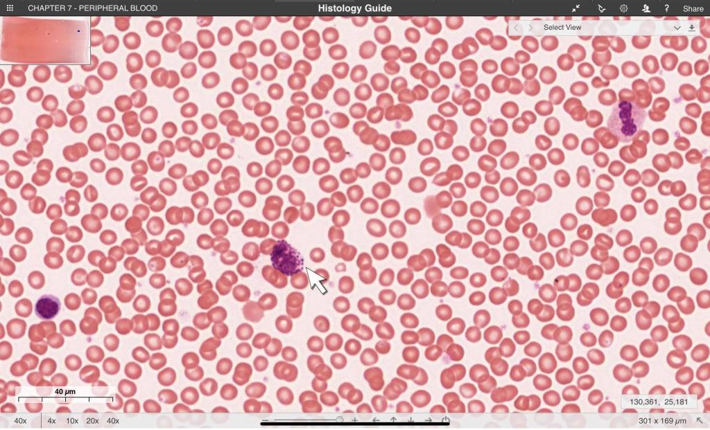 Solved 3 of 3 CHAPTER 7 - PERIPHERAL BLOOD Histology Guide | Chegg.com