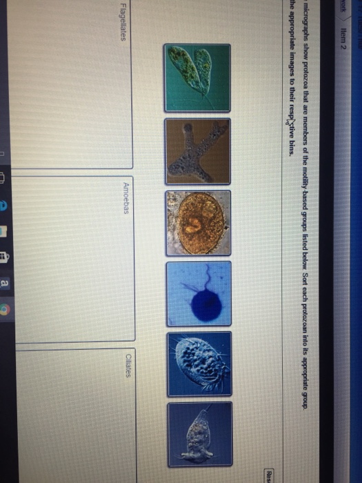 Solved micrographs show protozoa that are members of the | Chegg.com Solved micrographs show protozoa that are members of the | Chegg.com