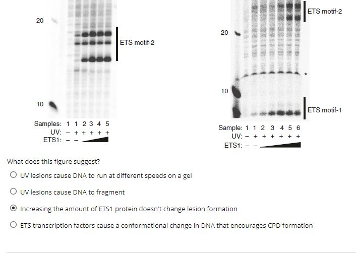 Solved ETS motif-1 ETS motif-2 RPL13A: | Chegg.com