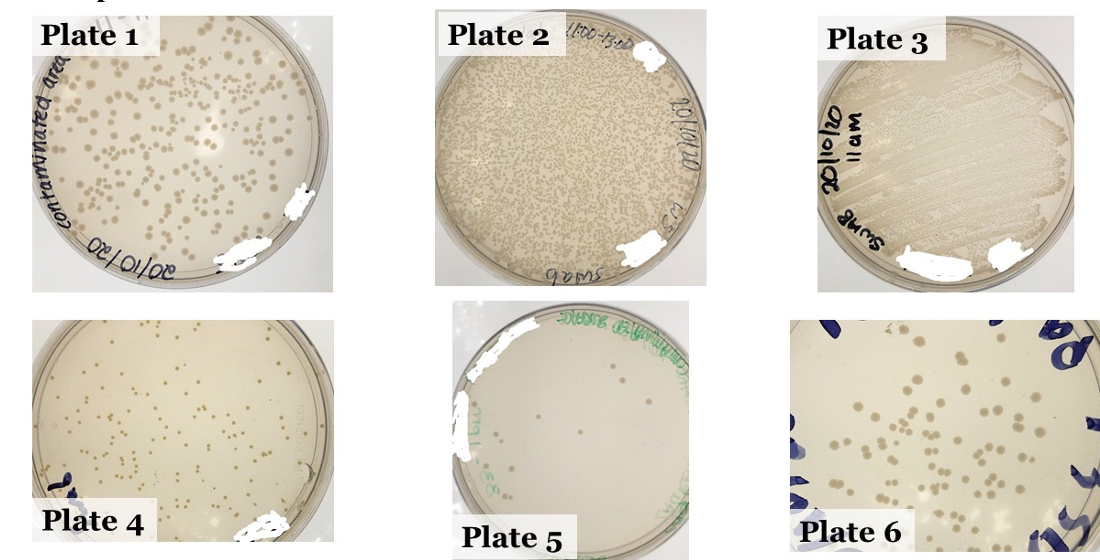 Solved Comparing Plates 1 – 3: these plates were | Chegg.com