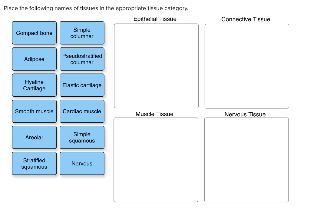 Solved Place the following names of tissues in the | Chegg.com