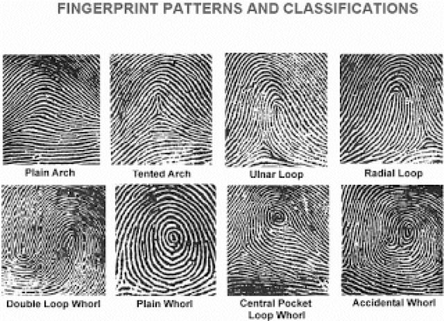 4 Main Types Of Fingerprints