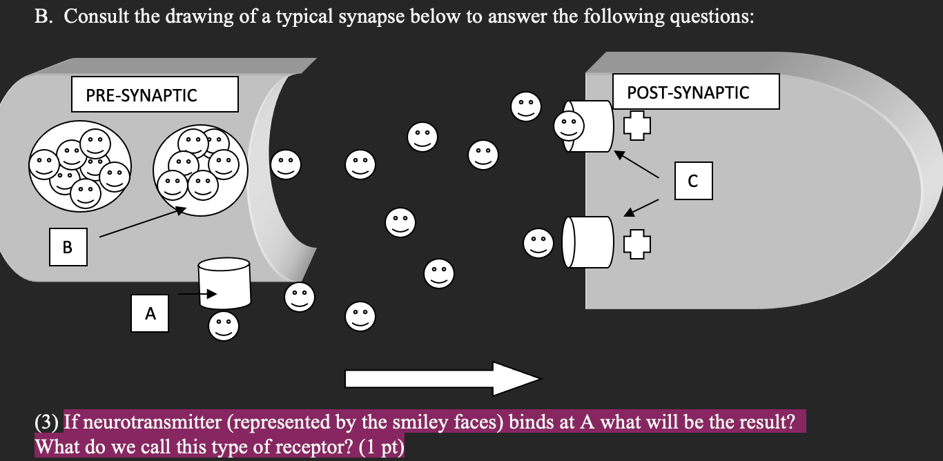 Solved B. Consult the drawing of a typical synapse below to | Chegg.com