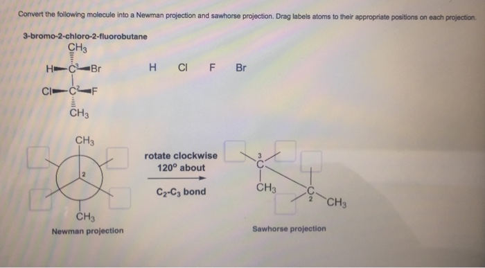 Solved Convert the following molecule into a Newman | Chegg.com