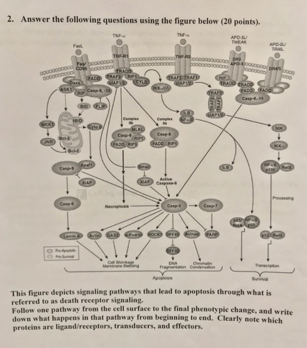 Solved 2. Answer the following questions using the figure | Chegg.com