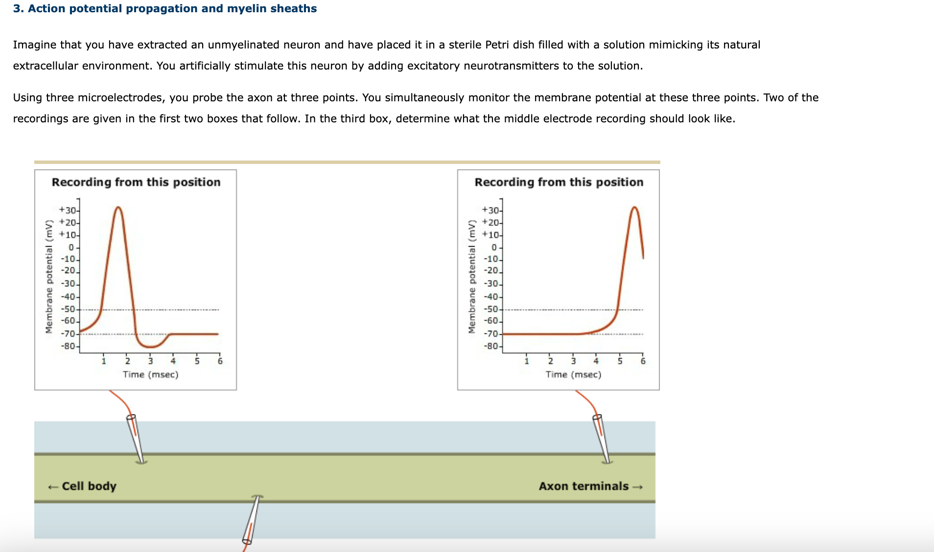 Solved 3. Action potential propagation and myelin sheaths | Chegg.com