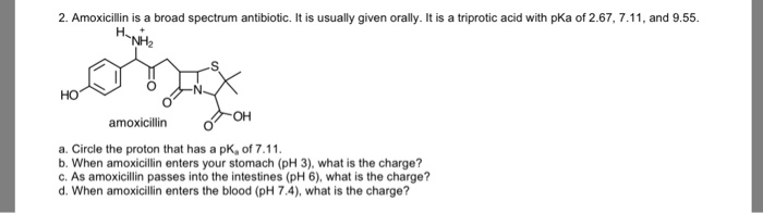 Solved 2. Amoxicillin is a broad spectrum antibiotic. It is | Chegg.com
