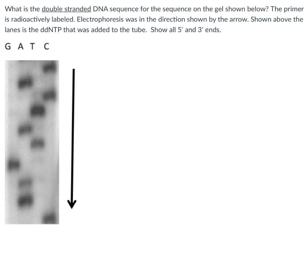 Solved What is the double stranded DNA sequence for the | Chegg.com