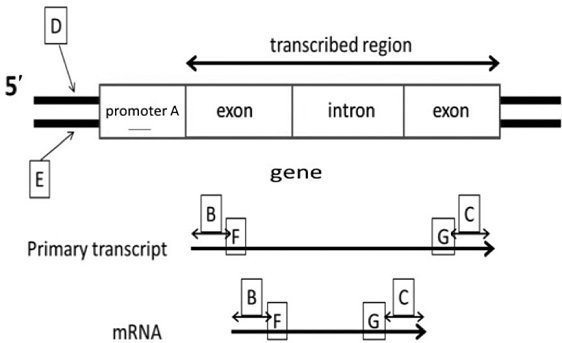 Solved Using the accompanying diagram, which of the | Chegg.com