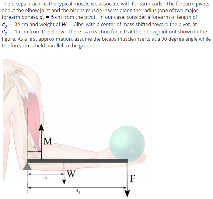 Solved The biceps brachii is the typical muscle we associate | Chegg.com