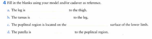 Solved 4 Fill in the blanks using your model and/or cadaver | Chegg.com