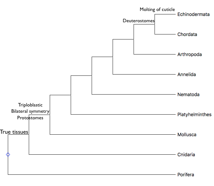 Solved Molting of cuticle Echinodermata Deuterostomes | Chegg.com