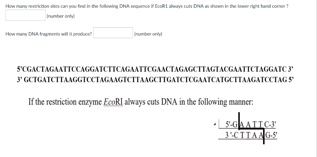Solved How many restriction sites can you find in the | Chegg.com
