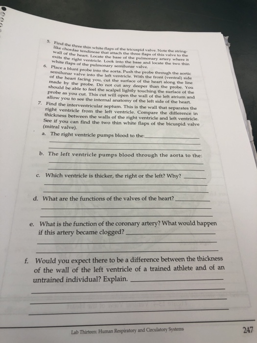 Solved the three thin white flaps of the tricuspid valve. | Chegg.com