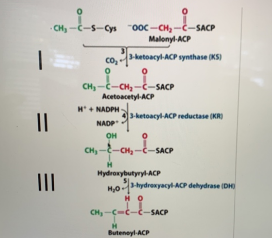 Solved Consider the steps for fatty acid synthesis. The | Chegg.com