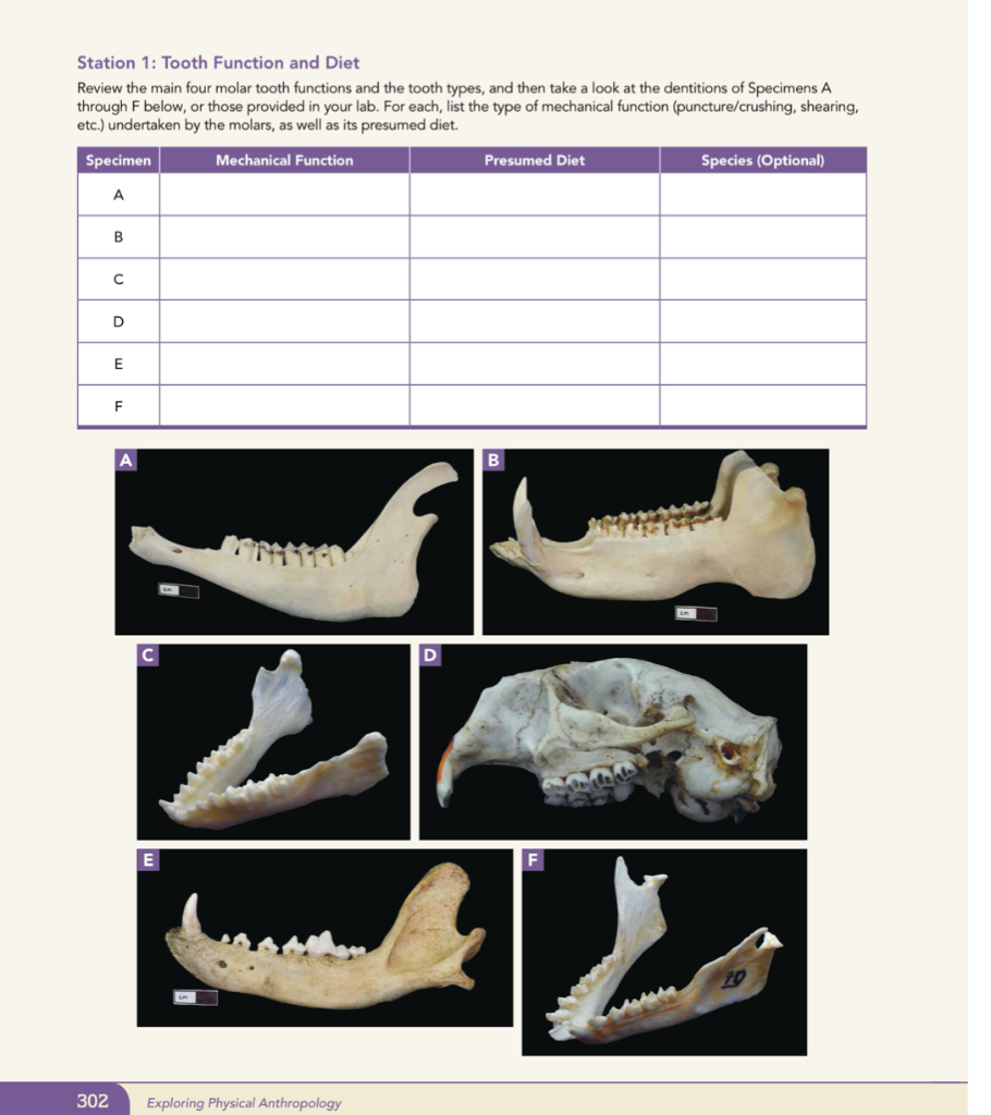 Station 1: Tooth Function and Diet Review the main | Chegg.com