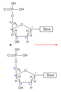 Solved Below Is An Image Of Two Nucleotides Draw The 3586