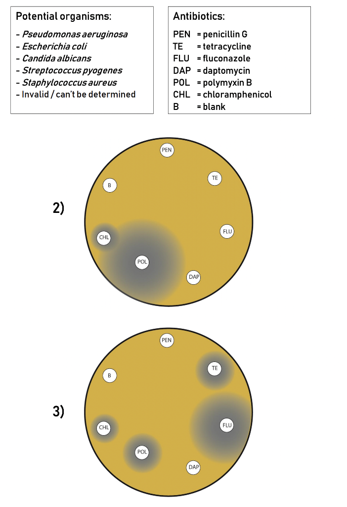 Solved Disk diffusion assay Identify the microbes based on | Chegg.com