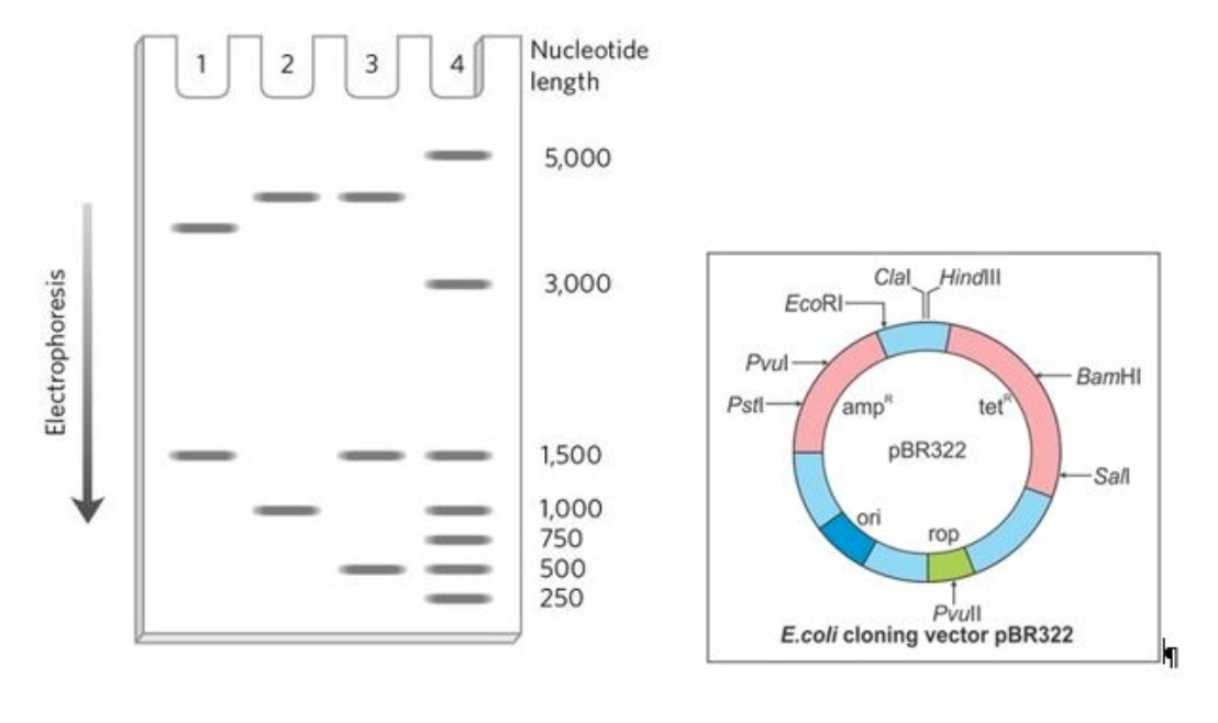 Solved A 1,000 bp DNA fragment has a restriction site | Chegg.com