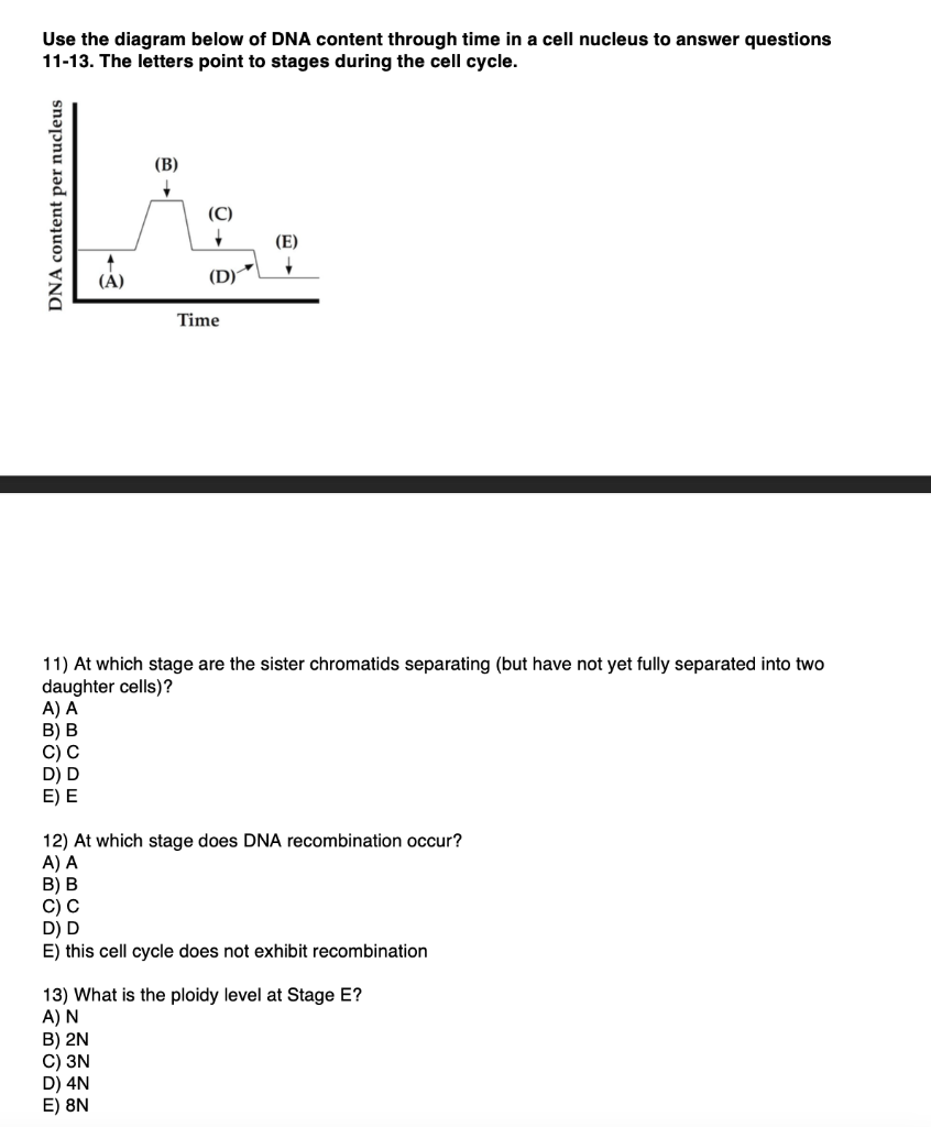 Solved Use the diagram below of DNA content through time in | Chegg.com