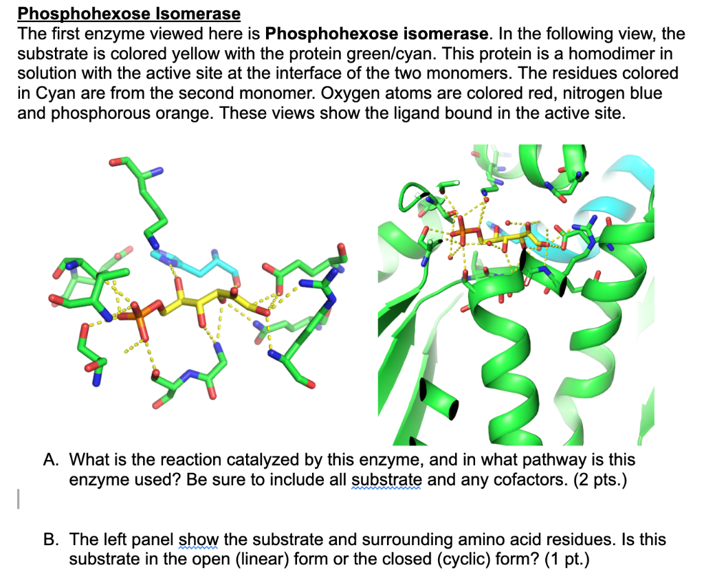 Solved Phosphohexose Isomerase The first enzyme viewed here | Chegg.com