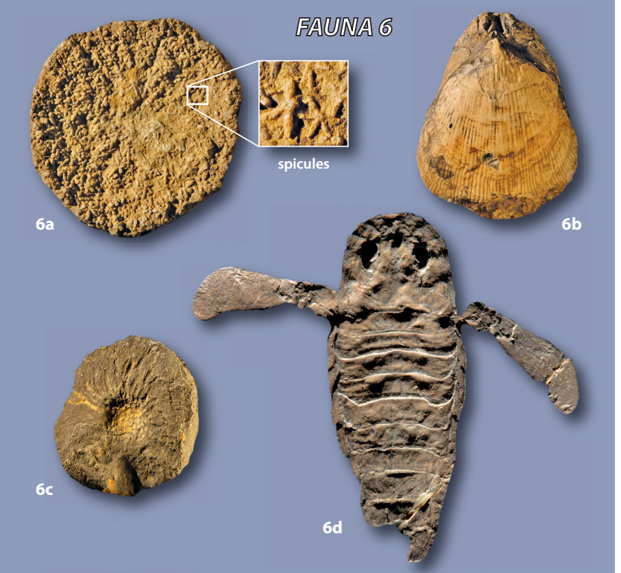 Solved FAUNA 2 2a 2b 2c 2d 2e | Chegg.com