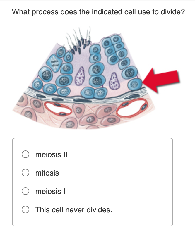Solved What process does the indicated cell use to divide? | Chegg.com
