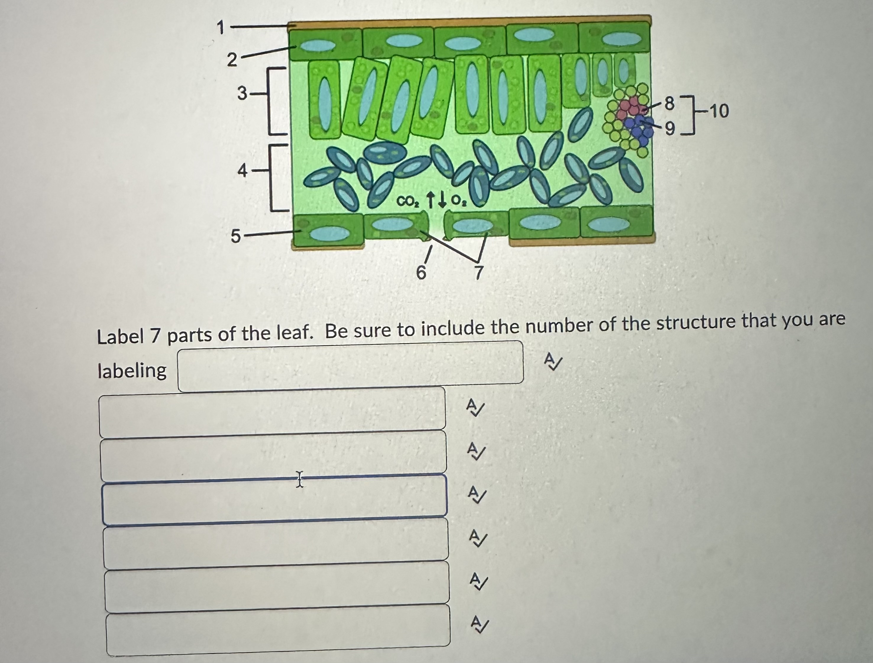 Solved Label 7 parts of the leaf. Be sure to include the | Chegg.com