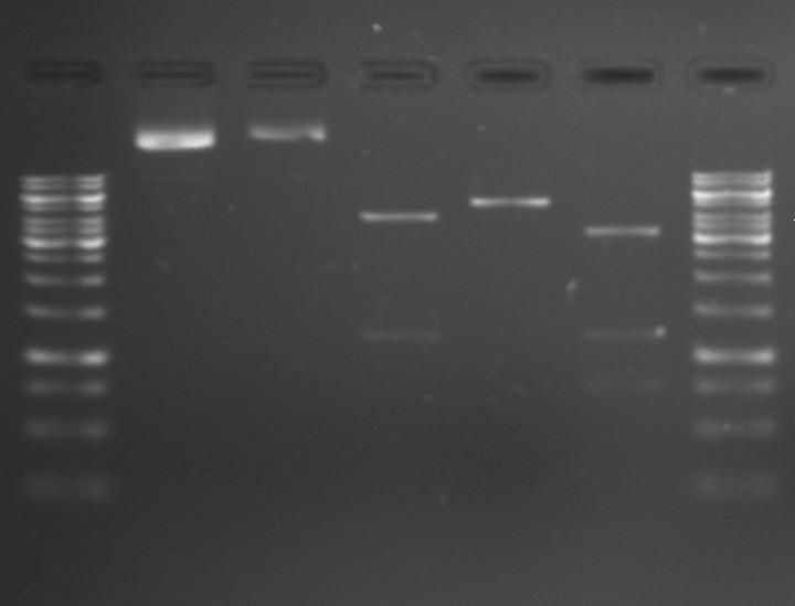 Solved can someone annotate this gel and write a short | Chegg.com