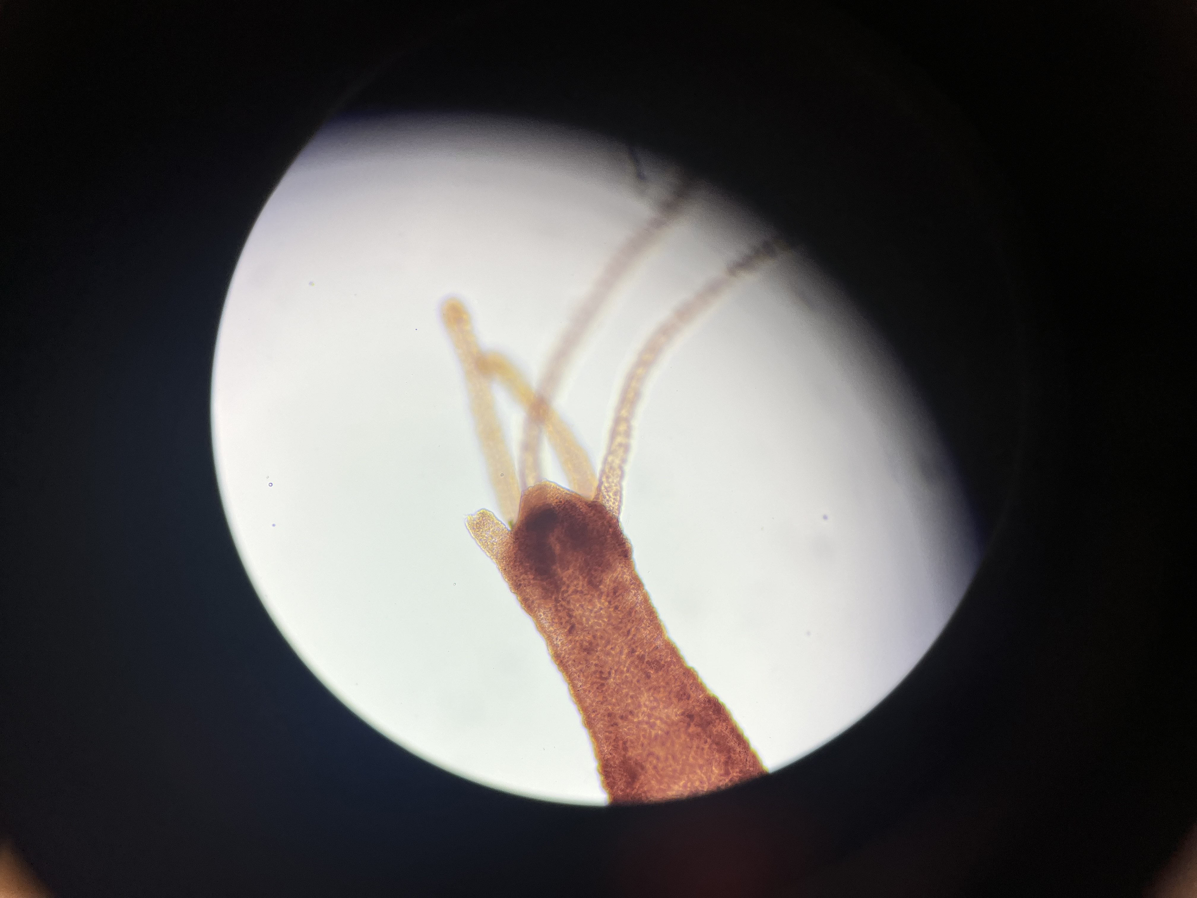 Solved Label the following things on these microscope slide | Chegg.com