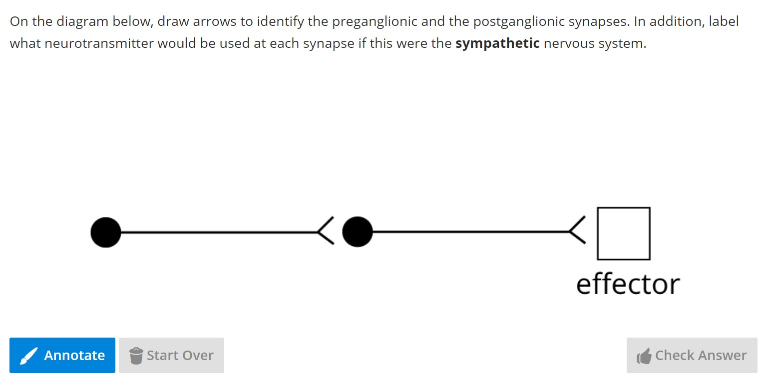 Solved On the diagram below, draw arrows to identify the | Chegg.com
