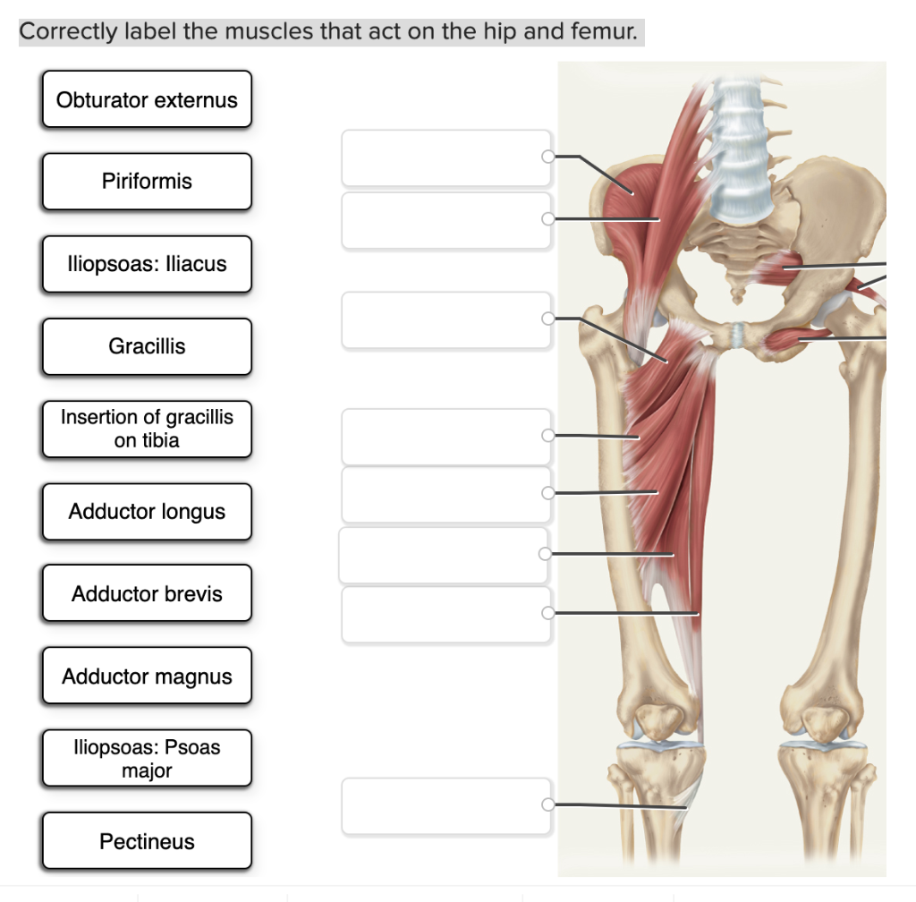 Solved Correctly Label The Muscles That Act On The Hip And Chegg