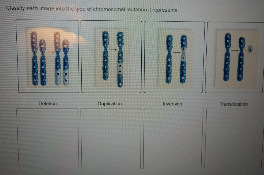 Chromosomal Mutation Duplication