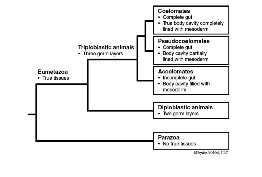 Solved Protostomes "Chidaria Platy mollusca bilateria | Chegg.com