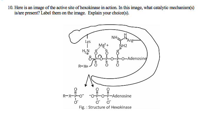 Solved 10. Here is an image of the active site of hexokinase | Chegg.com