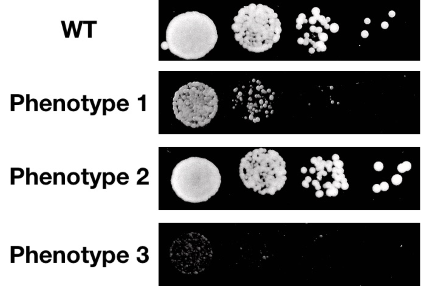Solved Your labmate has developed a series of small peptides | Chegg.com