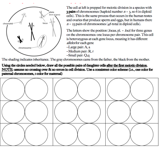 Solved allele form of gene) chromatid locus The cell at left | Chegg.com