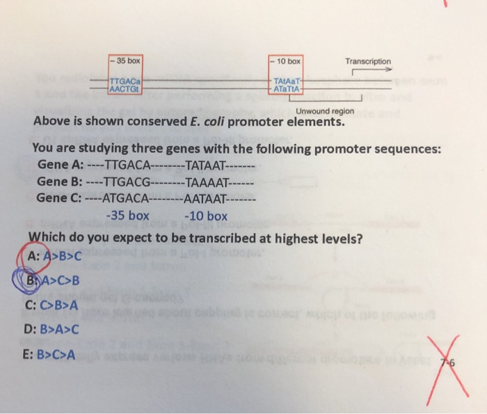 Solved -35 box ー10 box Transcription TTGACa AACTGt TAtAaT | Chegg.com
