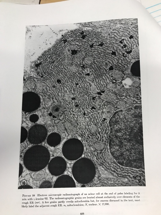 Solved intercellular transport of secretory proteins in the | Chegg.com