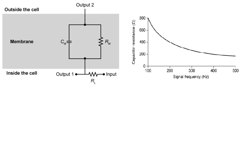 Solved Cable theory is a mathematical model used to | Chegg.com