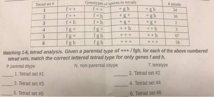 Solved Genotypes of spores in tetrads # tetrads Tetrad set # | Chegg.com