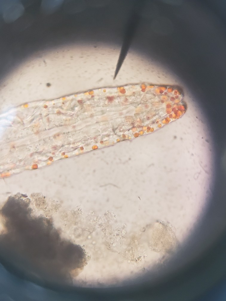 Solved CAT, 1580 CAT, 1580 | Chegg.com