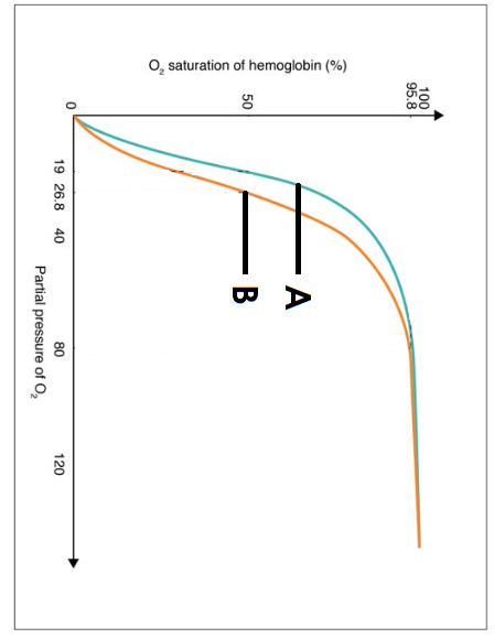 Solved The diagram below shows an oxygen dissociation curve | Chegg.com