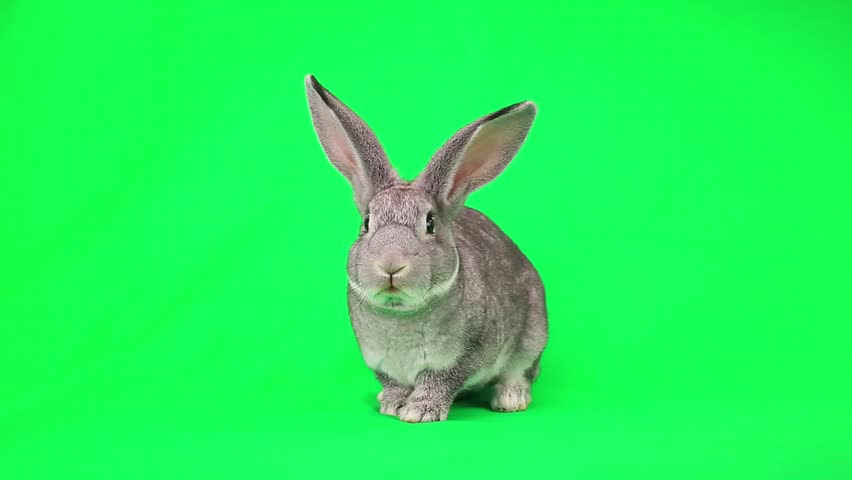 Solved In this lab you will take an image of a rabbit on | Chegg.com