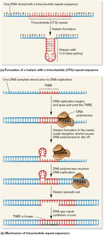 Solved Take a look at the process of trinucleotide | Chegg.com