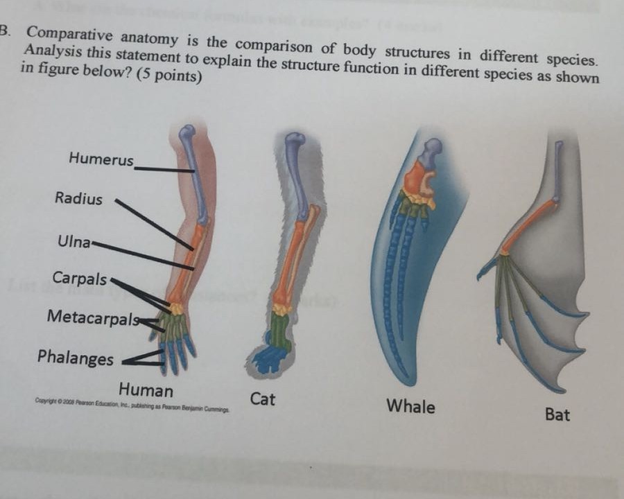 Solved B. Comparative anatomy is the comparison of body | Chegg.com