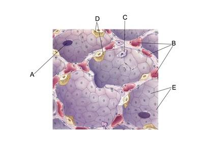 Solved D с B A А E | Chegg.com