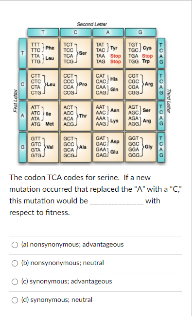 Solved Second Letter А Phe 1 TTT TTC TTA TTG TCT TCC TCA TCG | Chegg.com